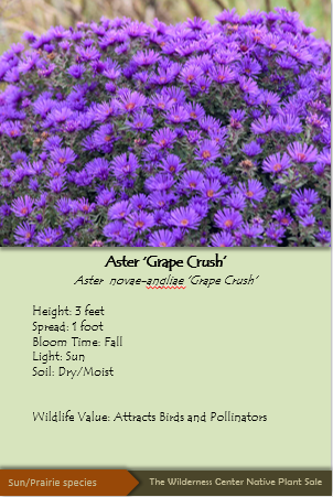 grape crush fall