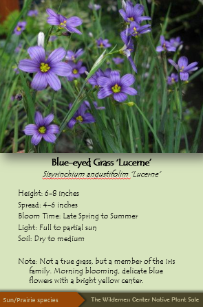 lucerne flowering time